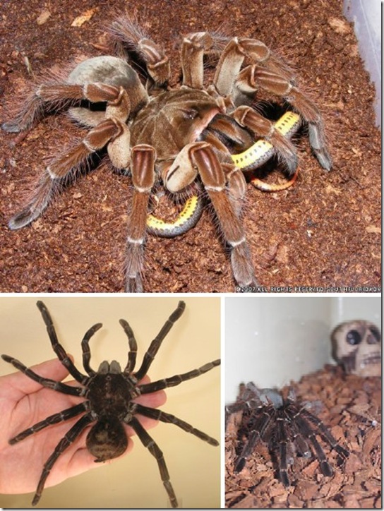 Rate #1, best ranking system: 10 Of The World’s Biggest, Baddest Bugs